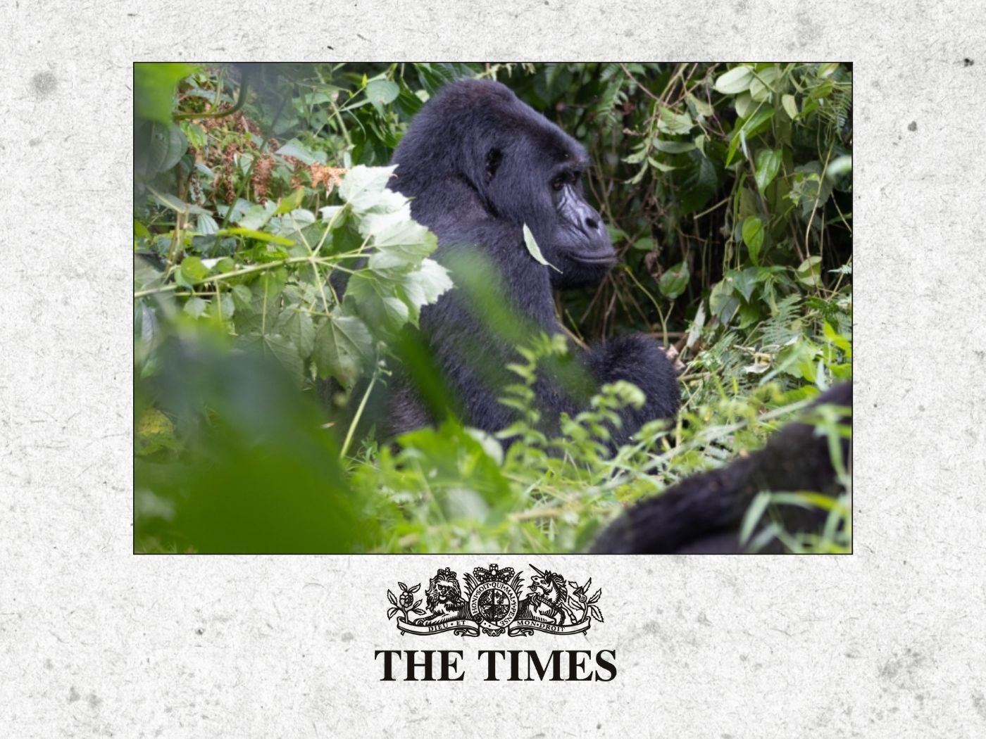 Uganda's battle to live cheek by jowl with gorillas as numbers rise.